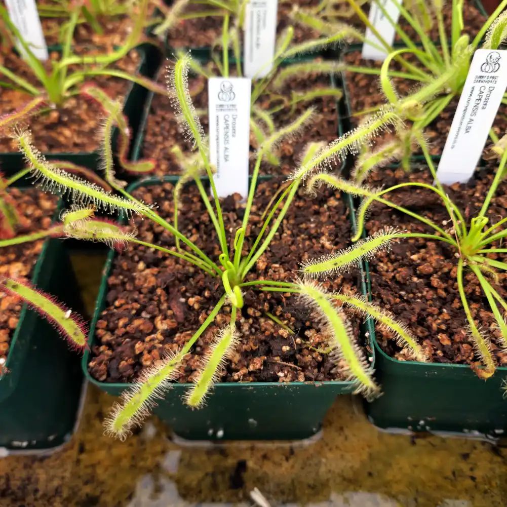 Drosera Alba - All Green Cape Sundew - Curry's Post Carnivores