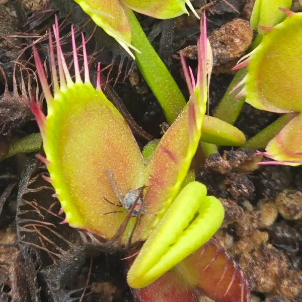 Venus Flytrap - Rabbit Teeth - Curry's Post Carnivores