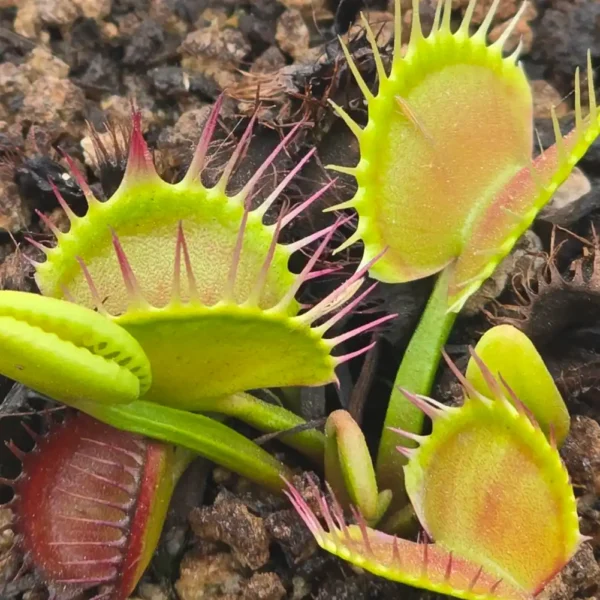 Venus Flytrap - Rabbit Teeth - Curry's Post Carnivores