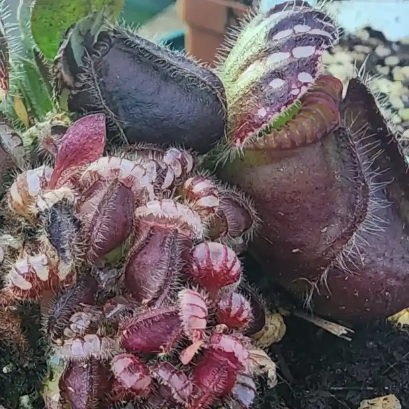 Collectors Plants – Curry's Post Carnivores