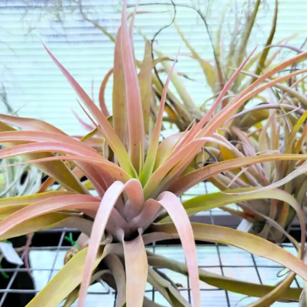 Tillandsia - Capitata Peach - Curry's Post Carnivores