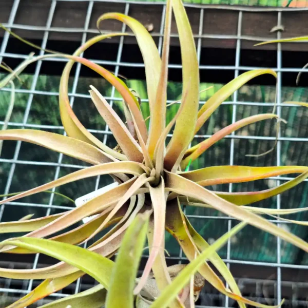 Tillandsia - Capitata Peach - Curry's Post Carnivores