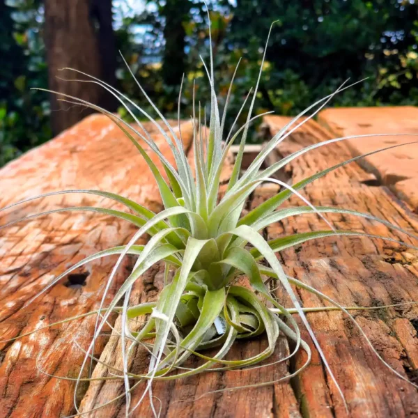 Tillandsia - Gardneri - Curry's Post Carnivores
