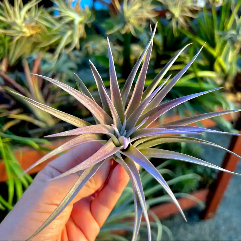 Tillandsia Capitata Purple - Curry's Post Carnivores