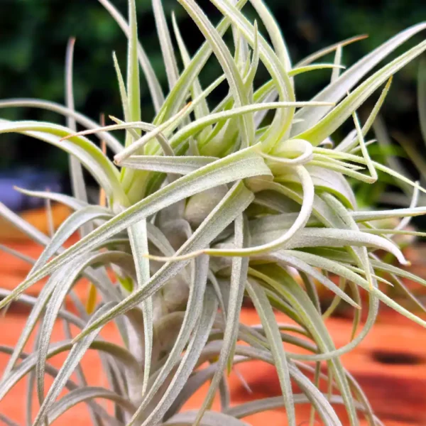 Tillandsia Sweet Isabel - Curry's Post Carnivores