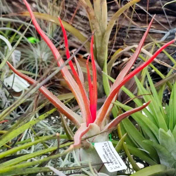 Tillandsia Ionantha Vanhyningii X Bulbosa Belize - Curry's Post Carnivores