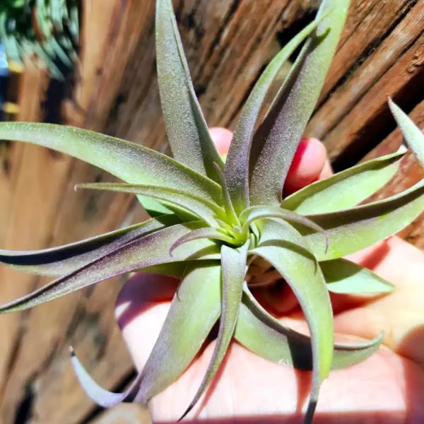 Tillandsia Capitata Purple - Curry's Post Carnivores
