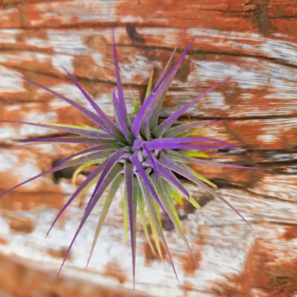 Tillandsia Ionantha Lavender - Curry's Post Carnivores