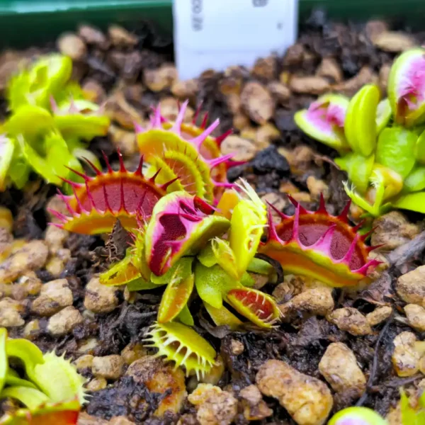 Venus Flytrap - Fuzzy Tooth - Curry's Post Carnivores