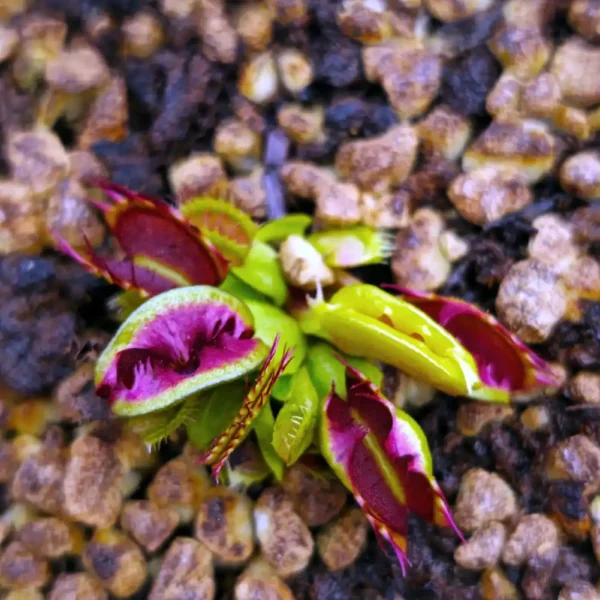 Venus Flytrap - Fuzzy Tooth - Curry's Post Carnivores