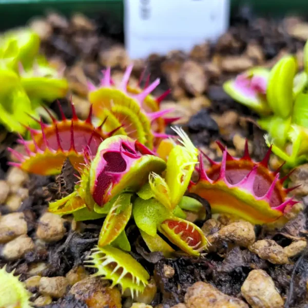 Venus Flytrap - Fuzzy Tooth - Curry's Post Carnivores