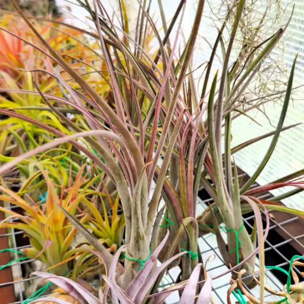 Tillandsia Caput Medusae x Flabellata - Curry's Post Carnivores