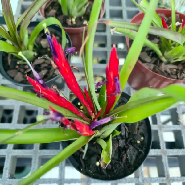 Tillandsia Flabellata - Curry's Post Carnivores