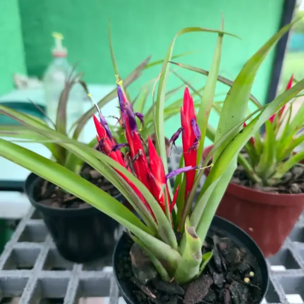 Tillandsia Flabellata - Curry's Post Carnivores