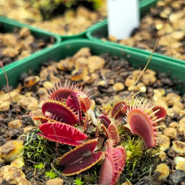 Venus Flytrap - Little Red Devil - Curry's Post Carnivores