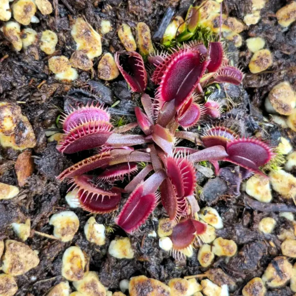 Venus Flytrap - Little Red Devil - Curry's Post Carnivores