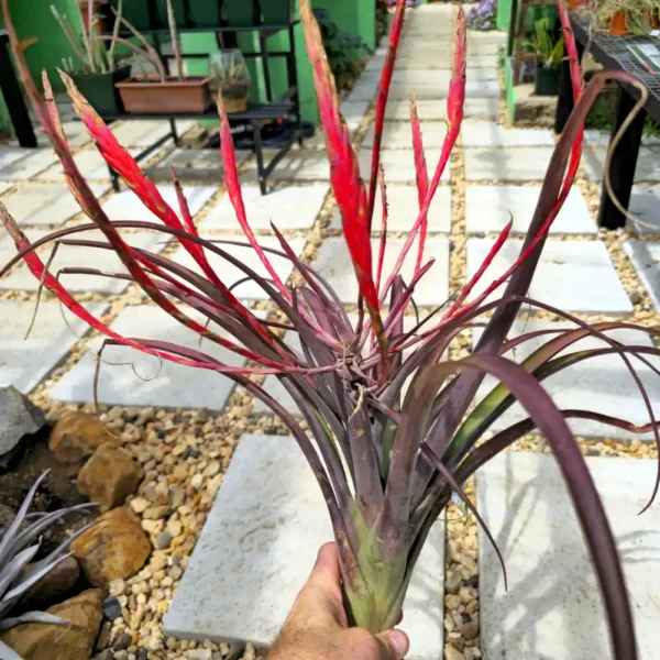 Tillandsia Flabellata Rubra Giant - Curry's Post Carnivores