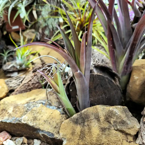 Tillandsia Flabellata Rubra Giant - Curry's Post Carnivores